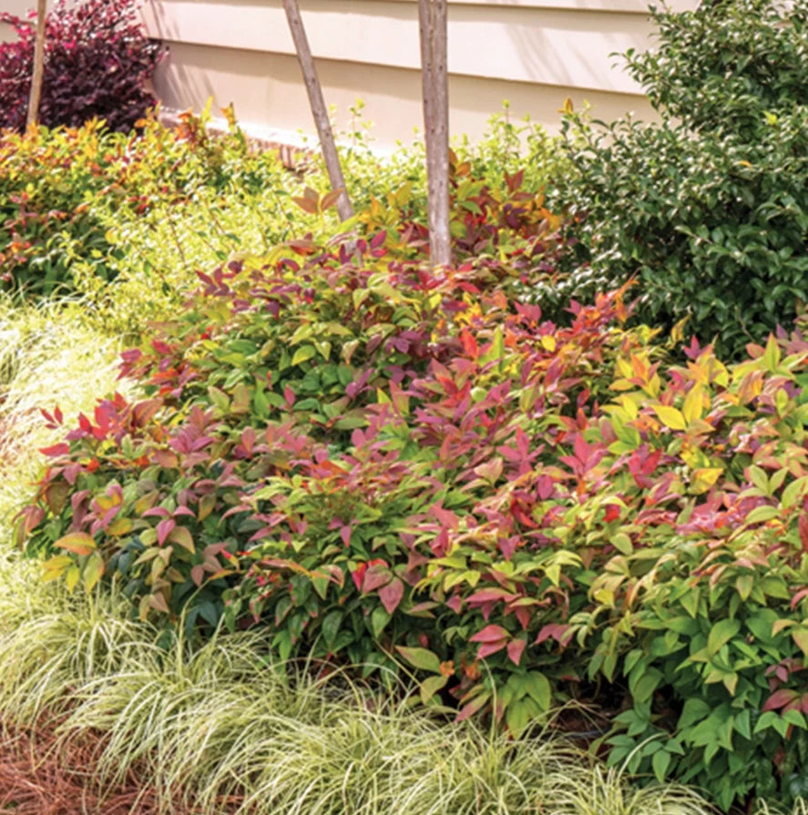 Dwarf Firepower Nandina Shrubs - Live Plants in 2.5" Pot - Nandina ...