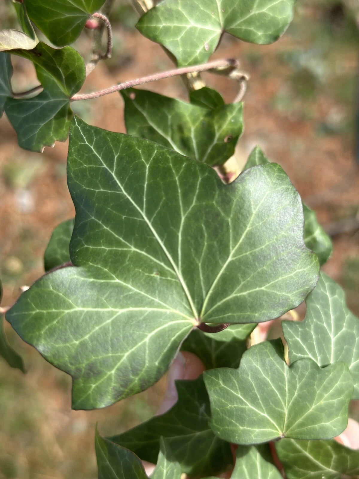 English Ivy Cuttings - 10 Live Plants for Green Groundcover, Living ...
