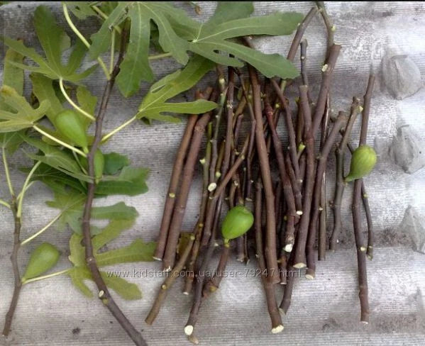 Fresh Fig Tree Cuttings - Choose Varieties - Ficus carica - Organic ...