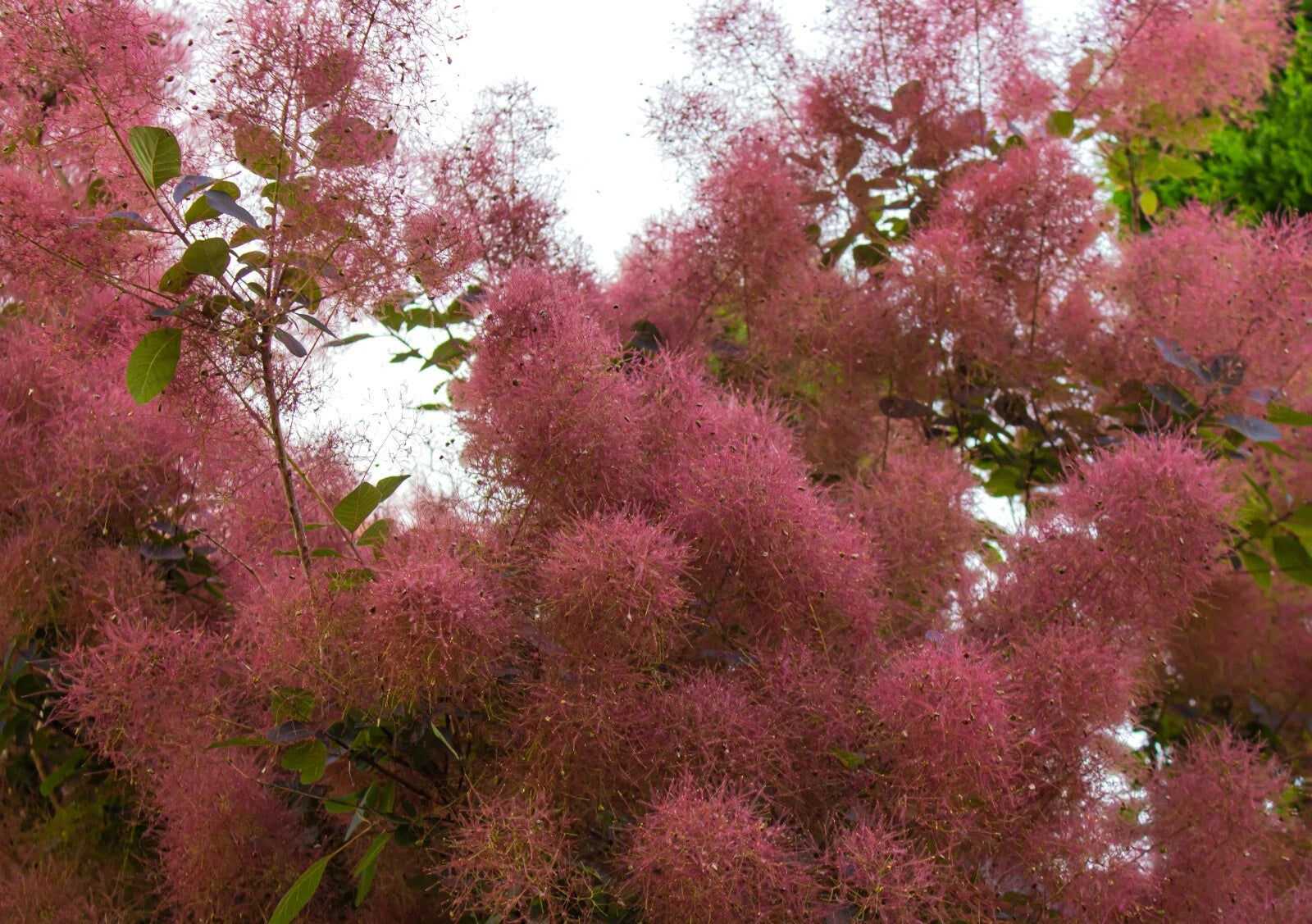 Purple Smoke Tree Seeds 50 Count, Puffball Flowers, Purple Leaves, Cot ...