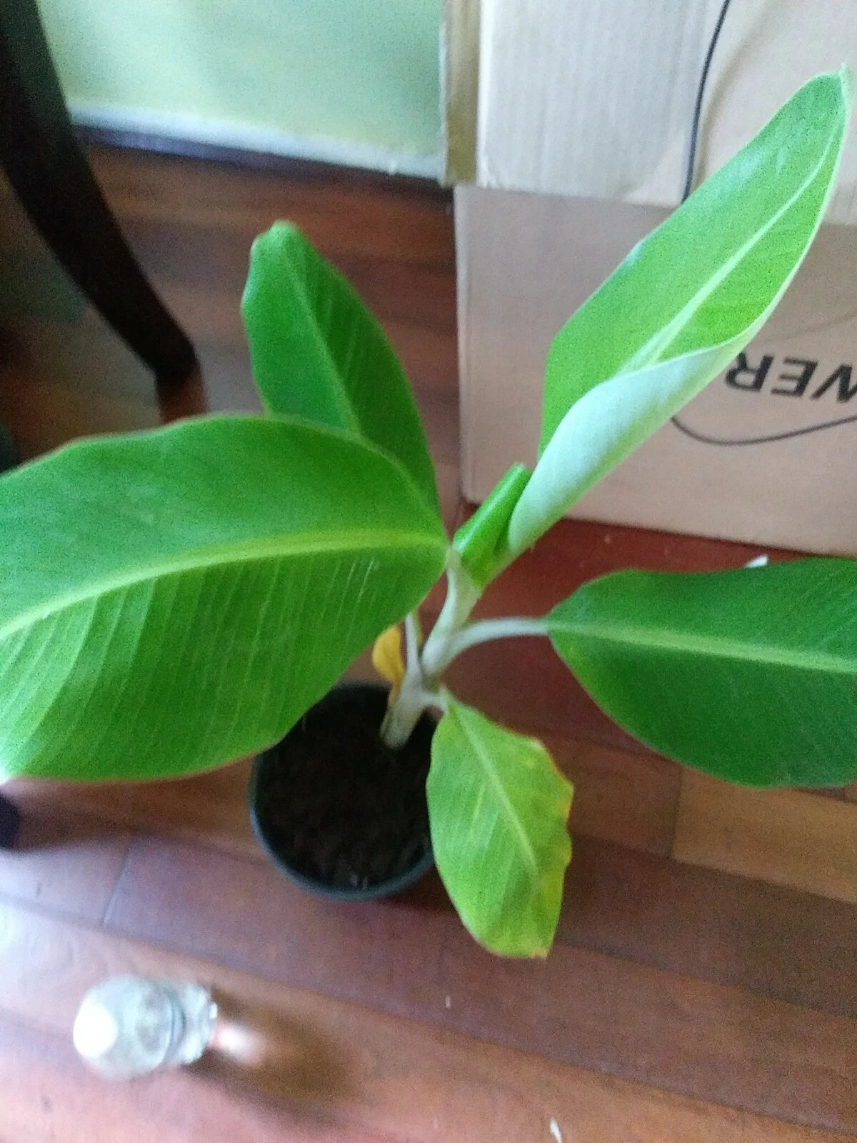 Live Plantain Plant in Pot | 8-12in Platano Macho | Musa paradisiaca ...