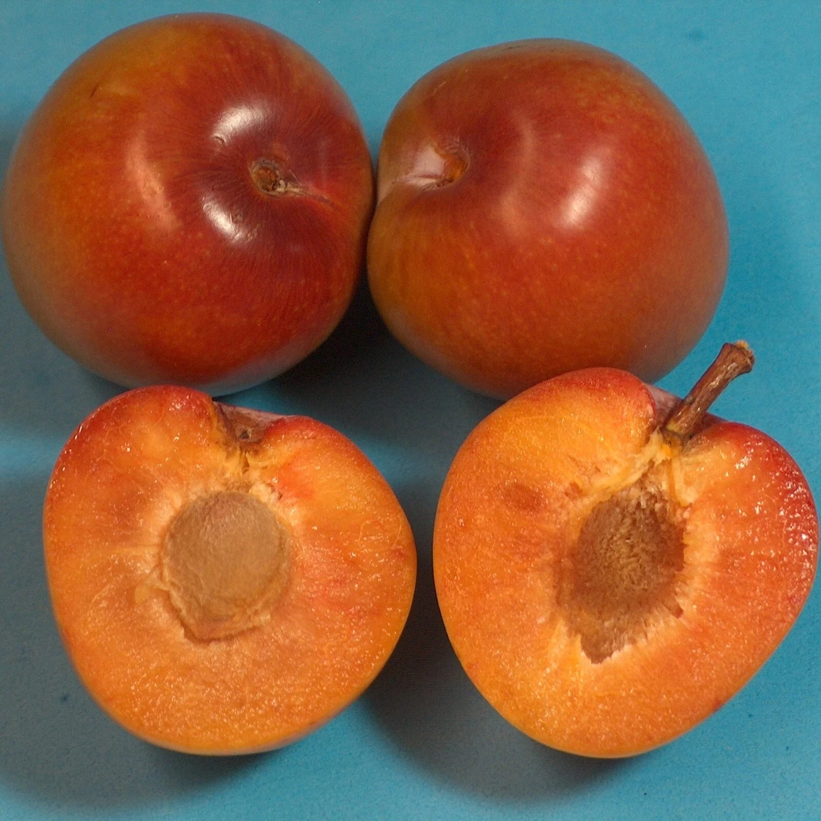 Elephant Heart Plum Tree Cutting - Grafting Scionwood, Buds - T510A (4 ...