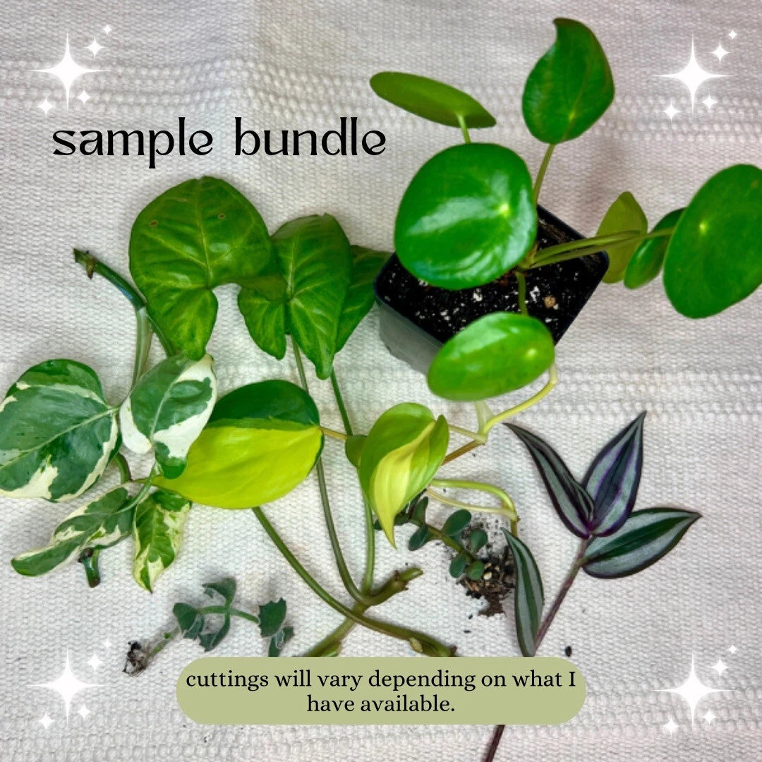 Mystery Plant Cuttings - Pothos N'Joy, Pearls & Jade, Monstera ...