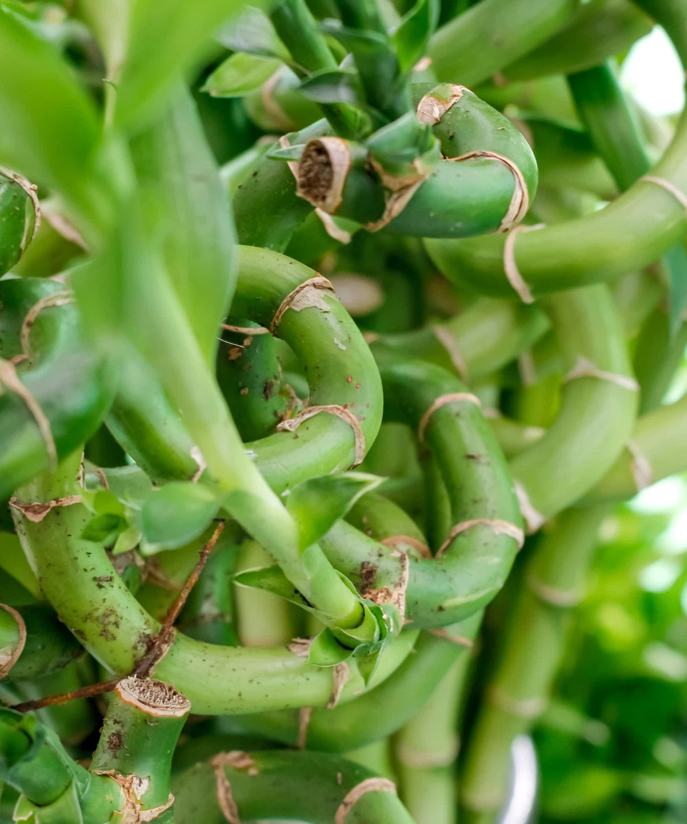 Curly Lucky Bamboo Plant 16" Stalk - Well Rooted Live Plant - Dracaena ...