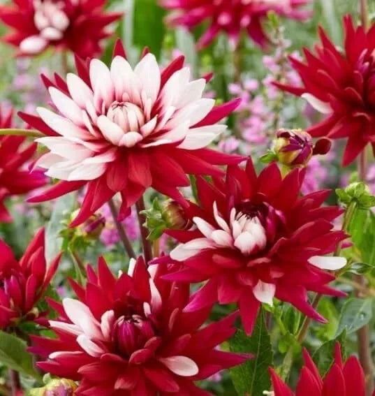 Dahlia Tubers 2-Pack, Giant Red & White "Rebecca's World" (Dahlia pinn ...