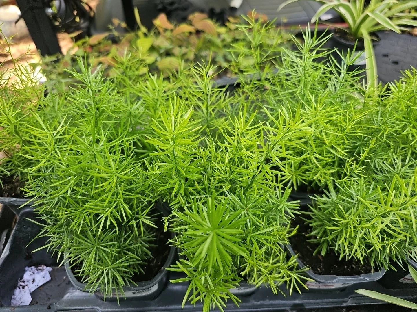 Asparagus Fern Live Plant 4" Pot Heirloom Sprengerii Densiflorus Green ...