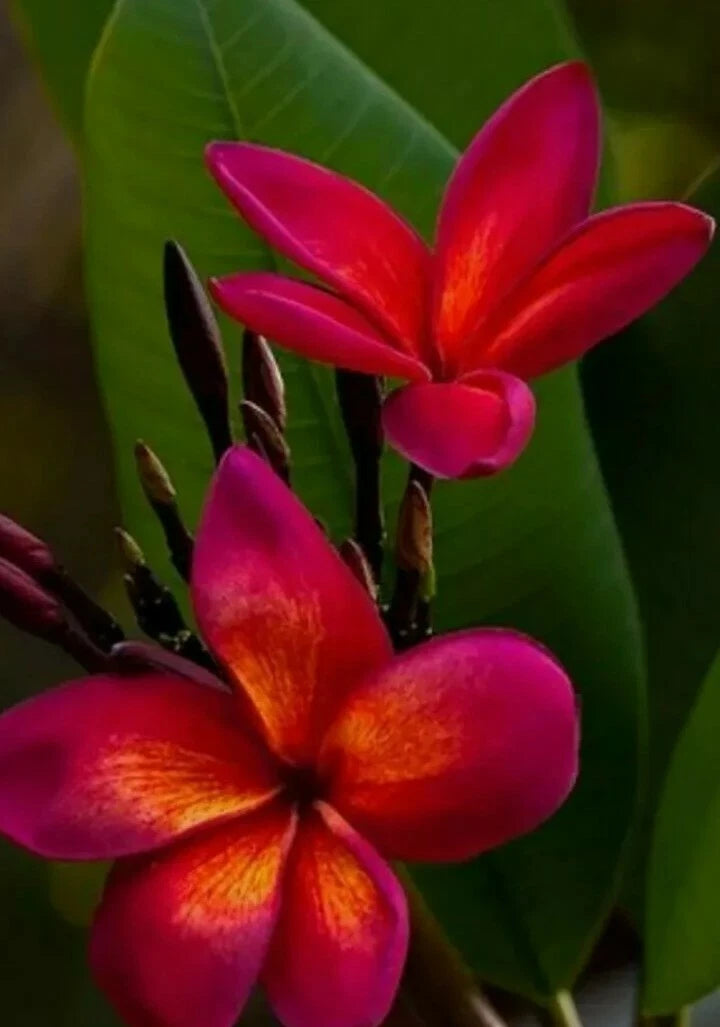 Red Root Plumeria Plant in 3 Inch Pot, Rooted from Seeds, Tropical ...