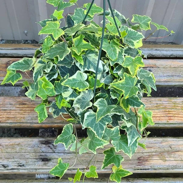 English Ivy Plant 6+ Inches Gold Child Variegated Hedera helix 'Gold C ...