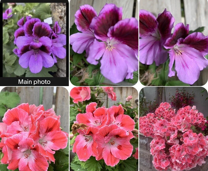 Rare Geranium Plants - 8 to 10 Inch Tall - 3” Pot - Pelargonium spp ...