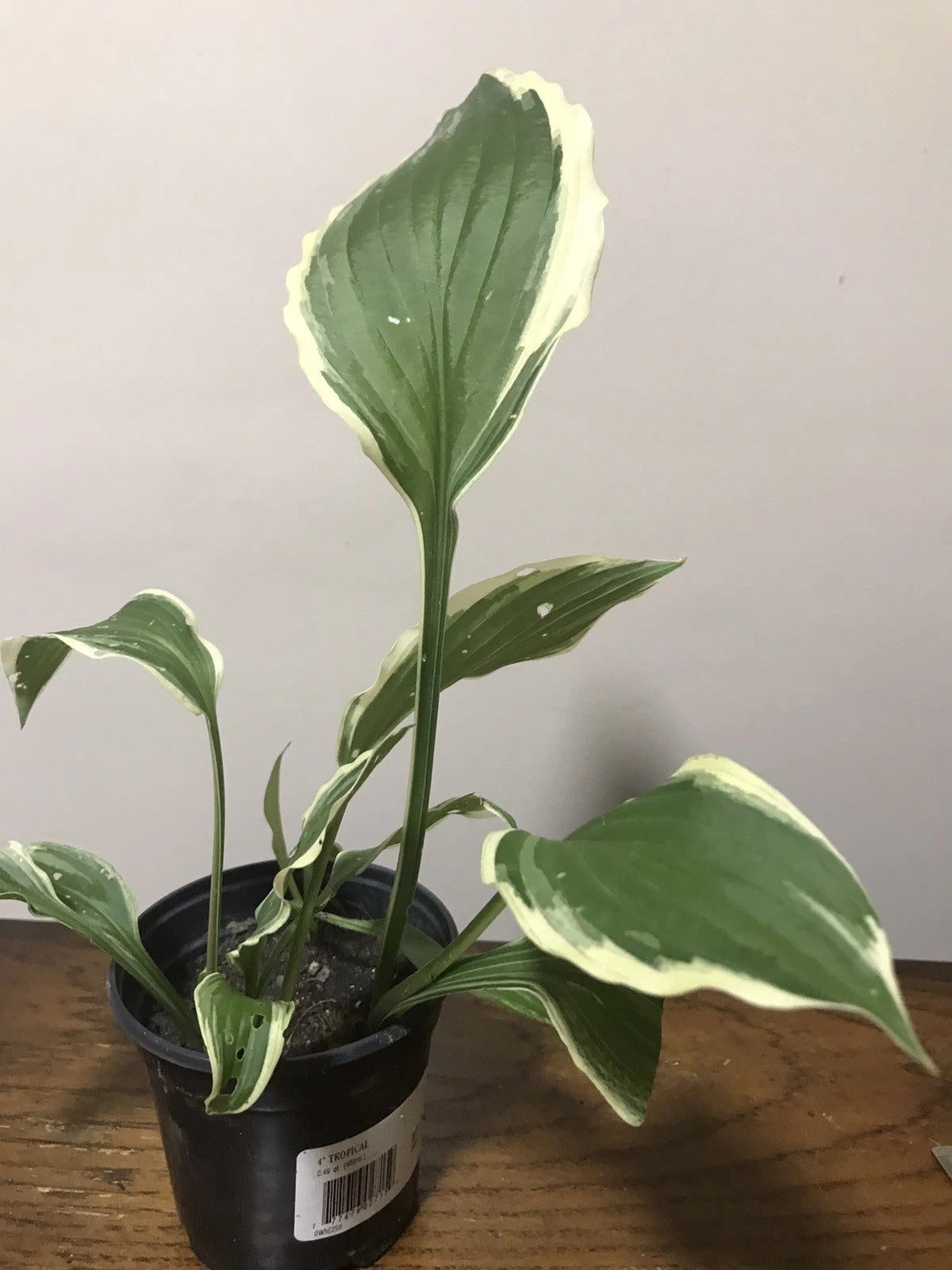 Hostas Starter Plants 4" Pot Well Rooted Live Plant - Hosta spp ...