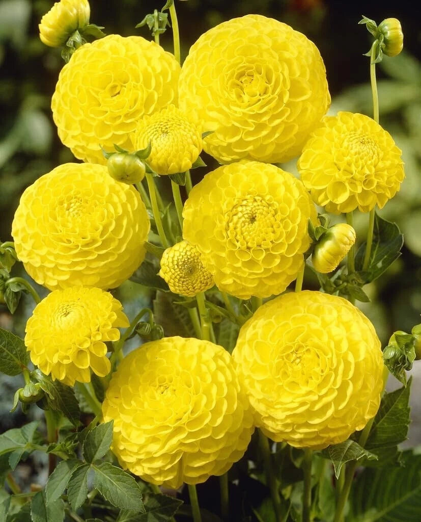 Dahlia Ball Tubers 3 Large Golden Torch (Dahlia pinnata) for Planting ...