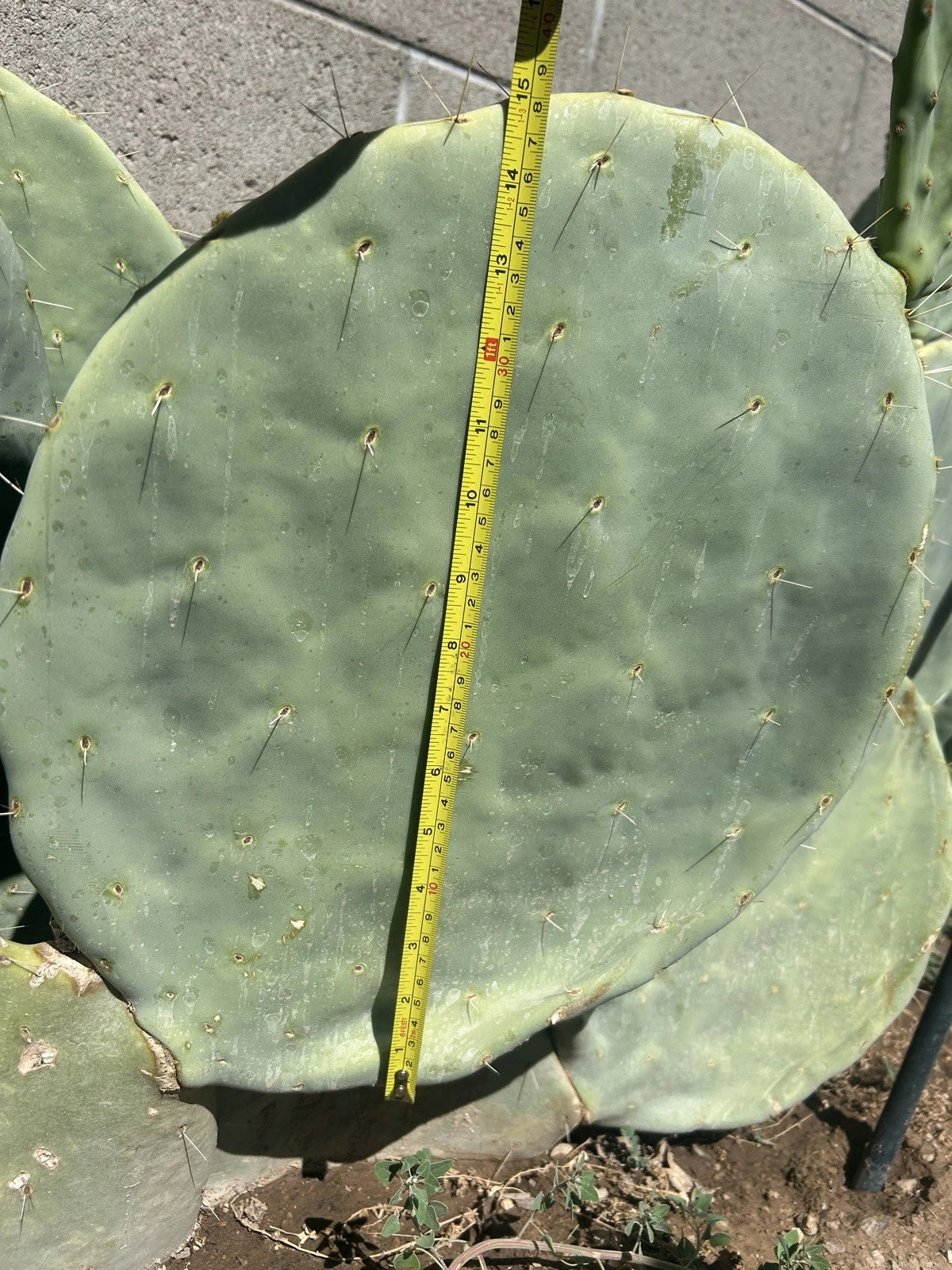 Prickly Pear Cactus Seeds 10pk - Opuntia Robusta - Hardy Extra Large ...