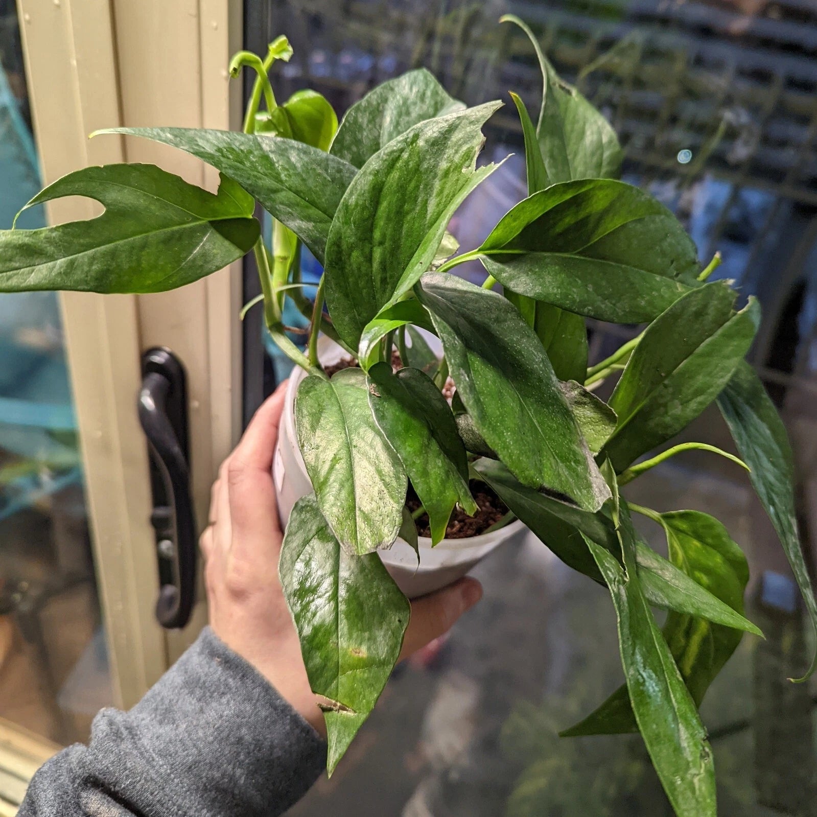 Pothos Baltic Blue Plug - Live Well-Rooted Epipremnum Starter Plant ...