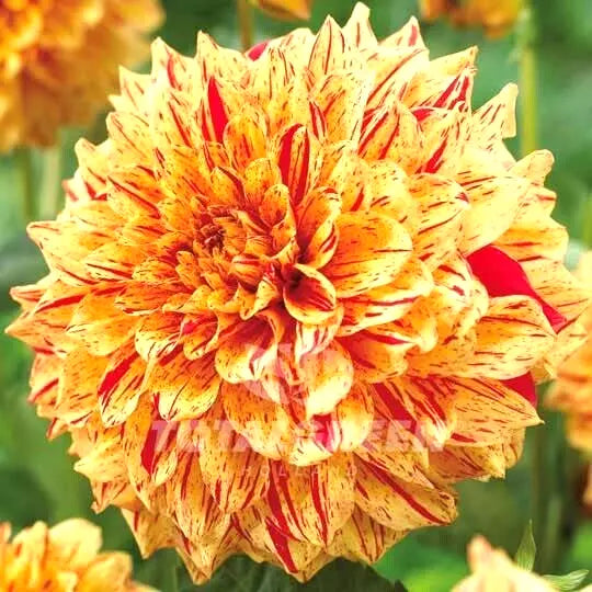 Dahlia Gloriosa Live Plant Bulb Tuber, Variegated Yellow Red, 6.5" Blo ...