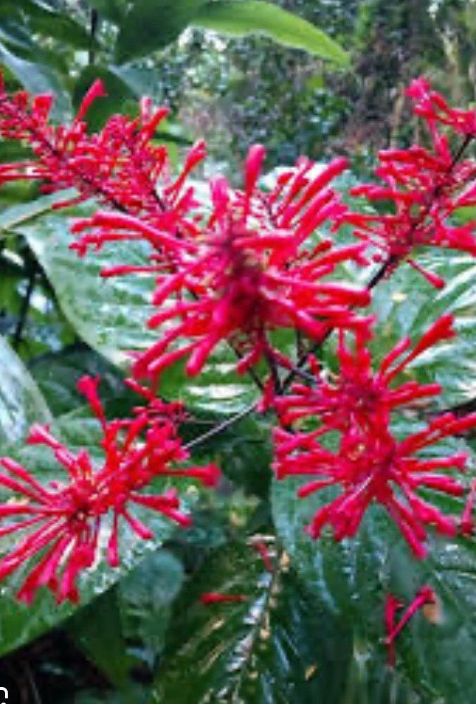 Red Firespike Plant Cuttings, 6 Organic Hummingbird Garden Plants ...