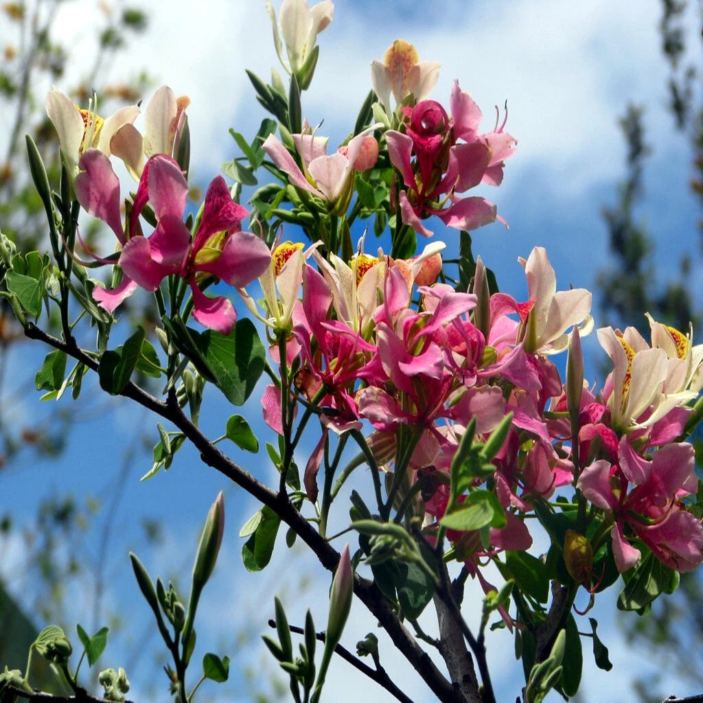 Pink Orchid Tree Seeds - Tropical Butterfly Flower, Bauhinia monandra ...