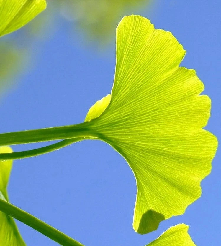 Ginkgo Biloba Cuttings 5+7 for Rooting and Grafting, Medicinal Tree ...