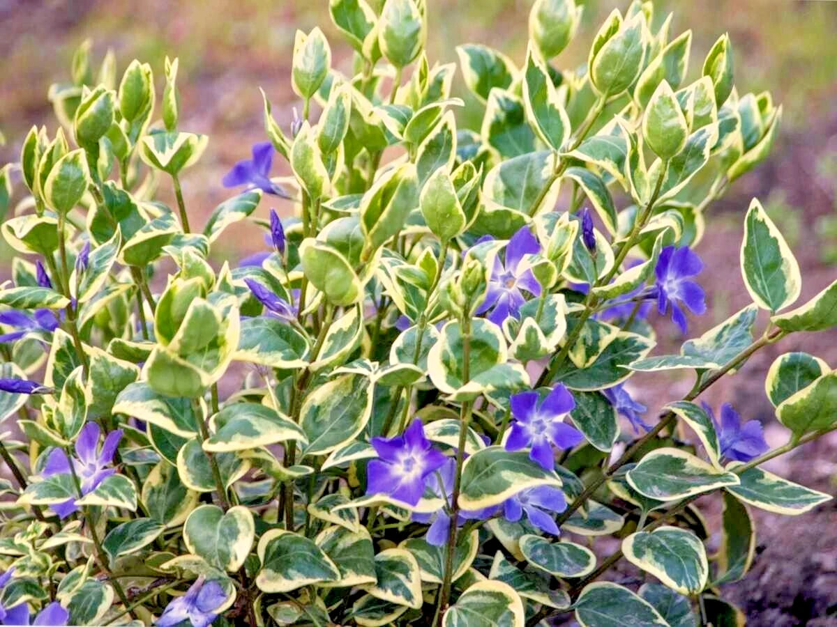 Variegated Vinca Vine Ground Cover Plants 12" - Live Perennial Plants ...