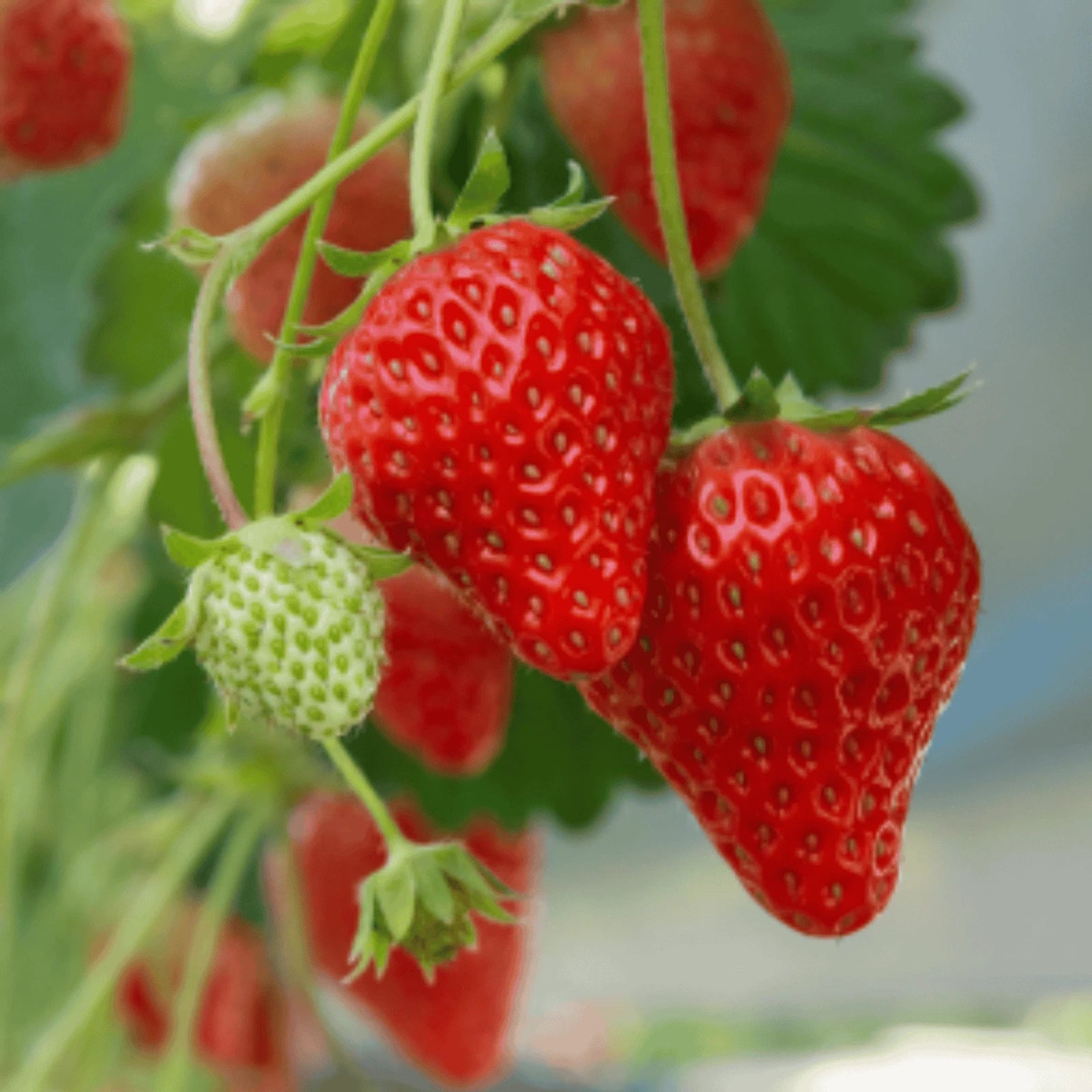 Earliglow Strawberry Roots - Bare Root Plants | June-Bearing Variety ...