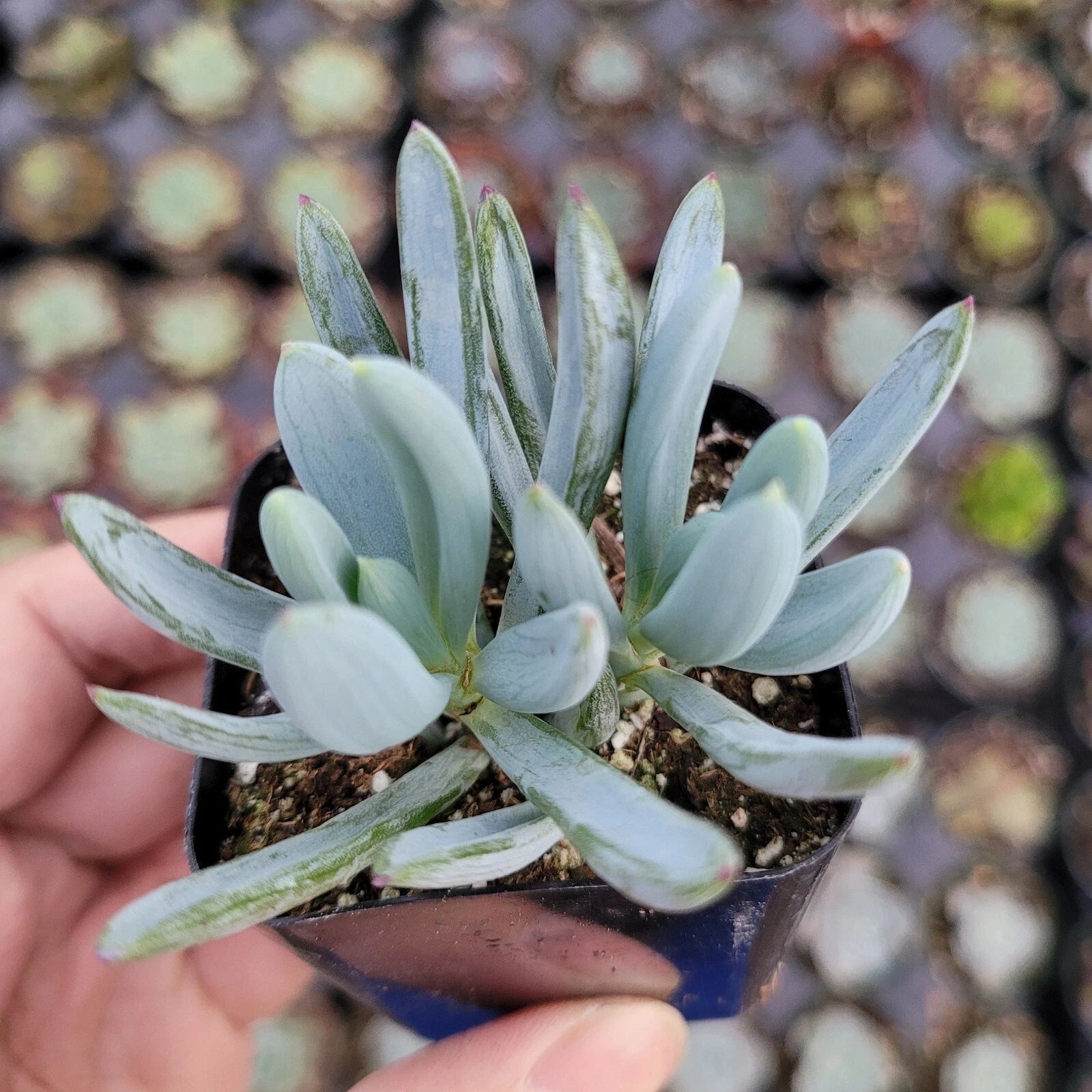 Succulent Plant 4 Inches Senecio Serpens 'Blue Chalk Sticks' Live Bare ...