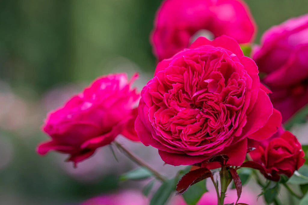 Super Rare Rouge Royal Red Rose Cuttings - 3 Pieces for Rooting or ...