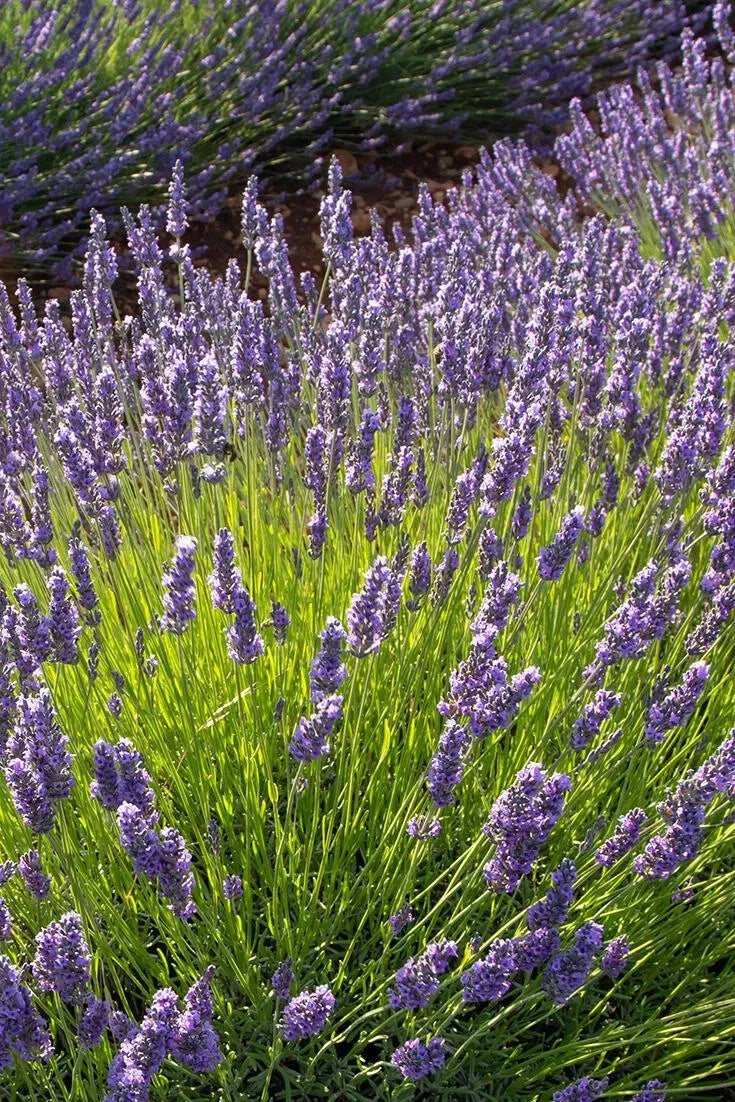 Phenomenal Lavender Plant 4' in Pot Purple-Blue Flowers Lavandula x in ...