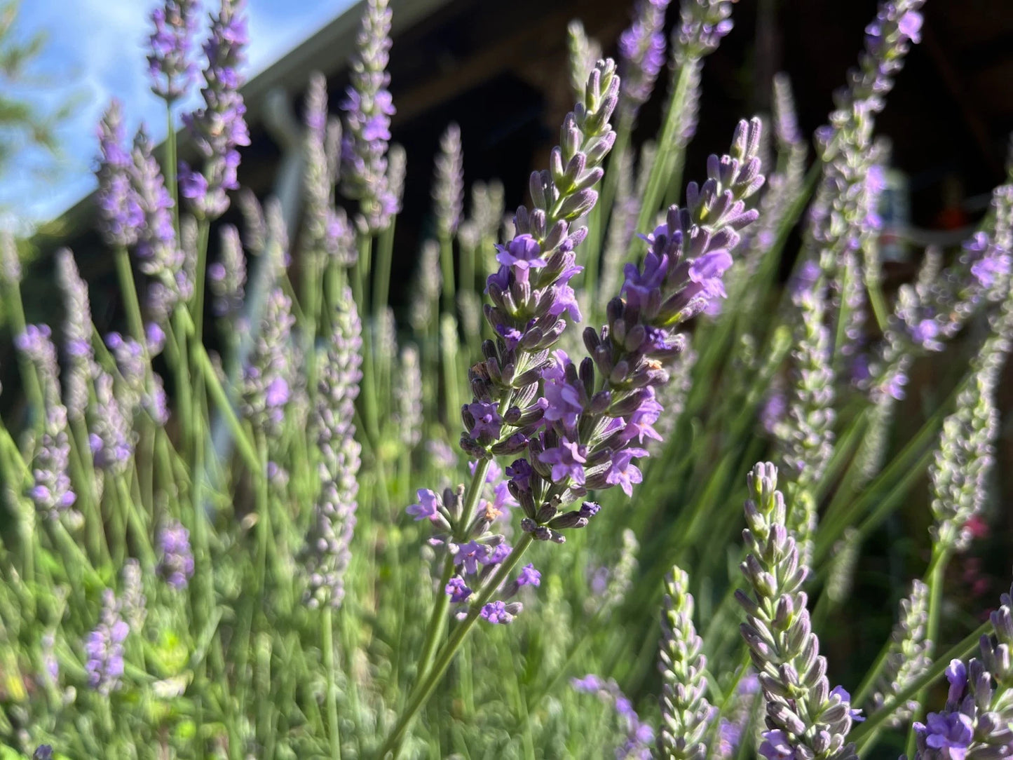 Fragrant Lavender Starter Plant - Sensational Variety for Gardens ...
