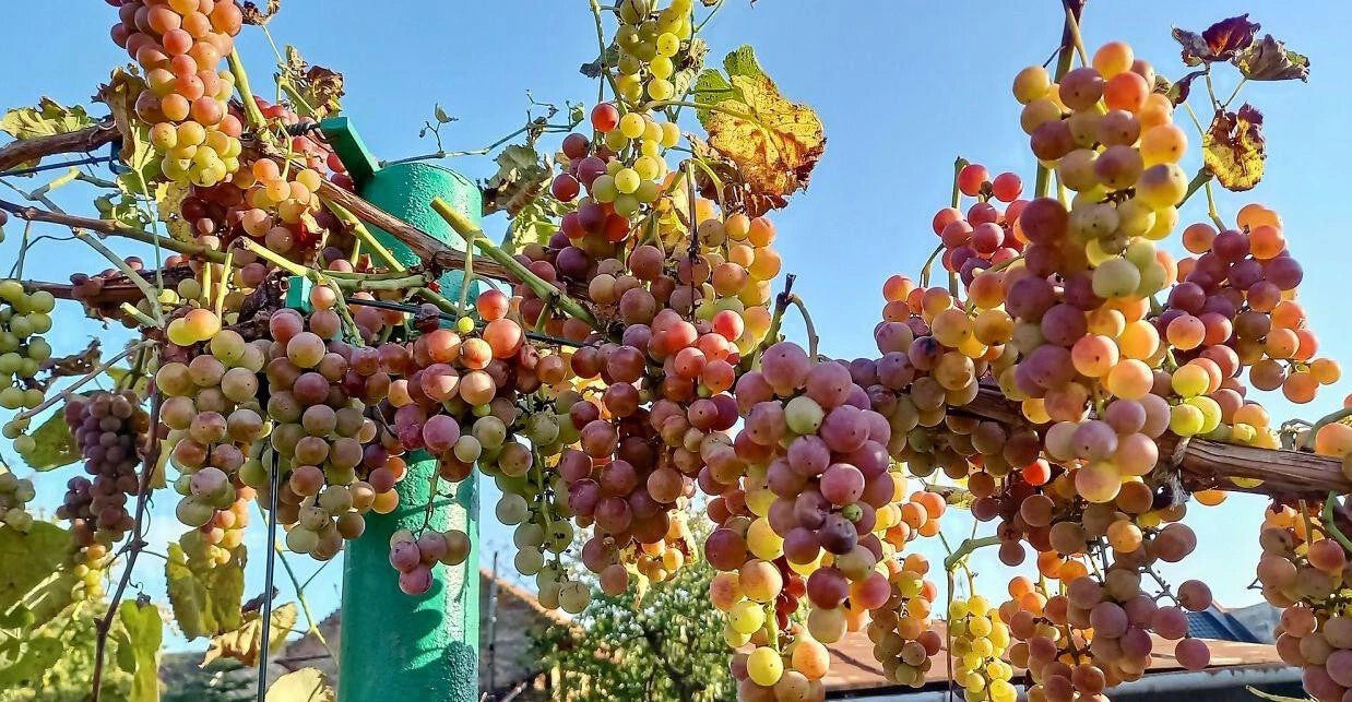 Strawberry Grapes Cuttings - 10 Ready for Rooting - Vitis vinifera ...