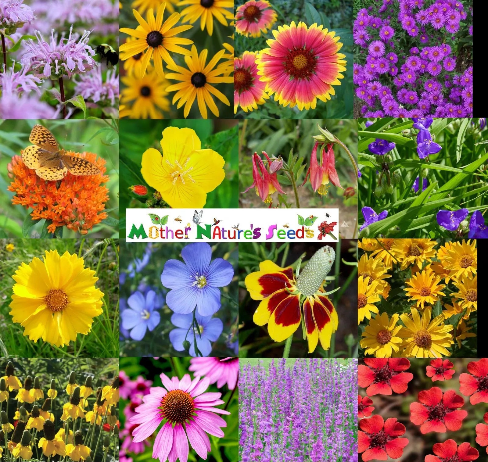 Wildflower Seed Mix - 1000 Heirloom Non-GMO Perennial Mix for ...