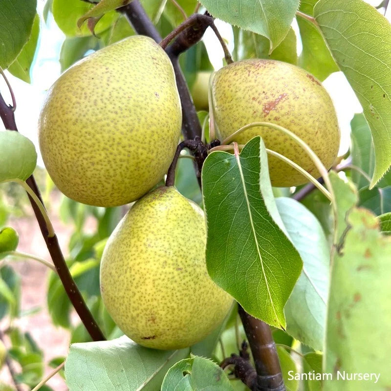 Honey Jar Asian Pear Tree, Bare Root, Very Sweet & Juicy, Early Harvest ...