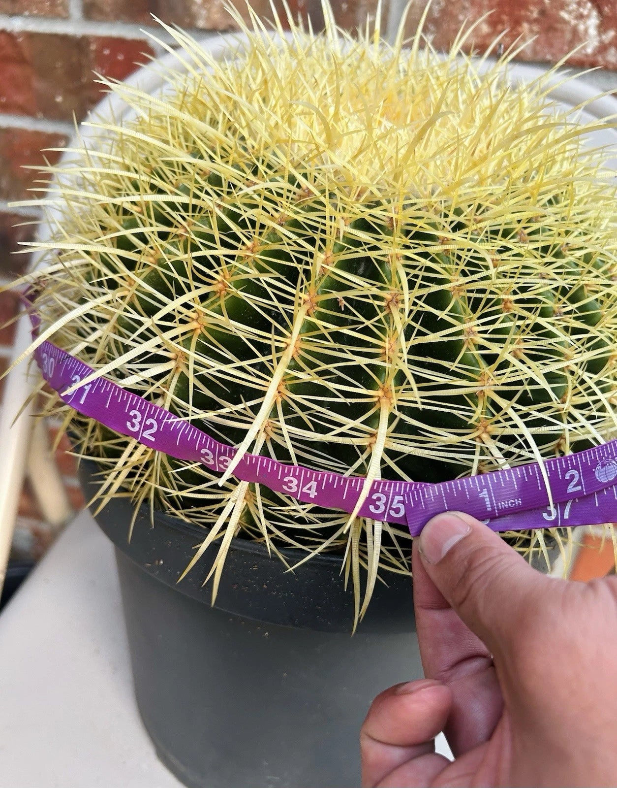 Giant XXL Golden Barrel Cactus, Echinocactus grusonii, 15+ lb, 34-35 ...