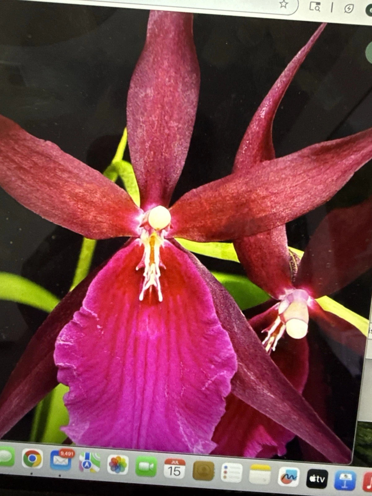 Orchid Plant Bare Root 1 Bulb Mtssa Royal Robe (Miltassia) - Tropical ...