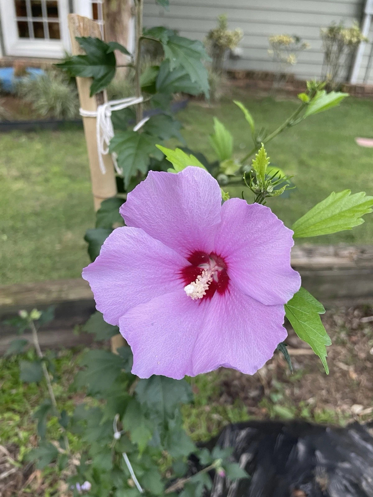 Rose of Sharon Hibiscus Live Plant 12”+ Tall Solid Purple Flowers Hibi ...
