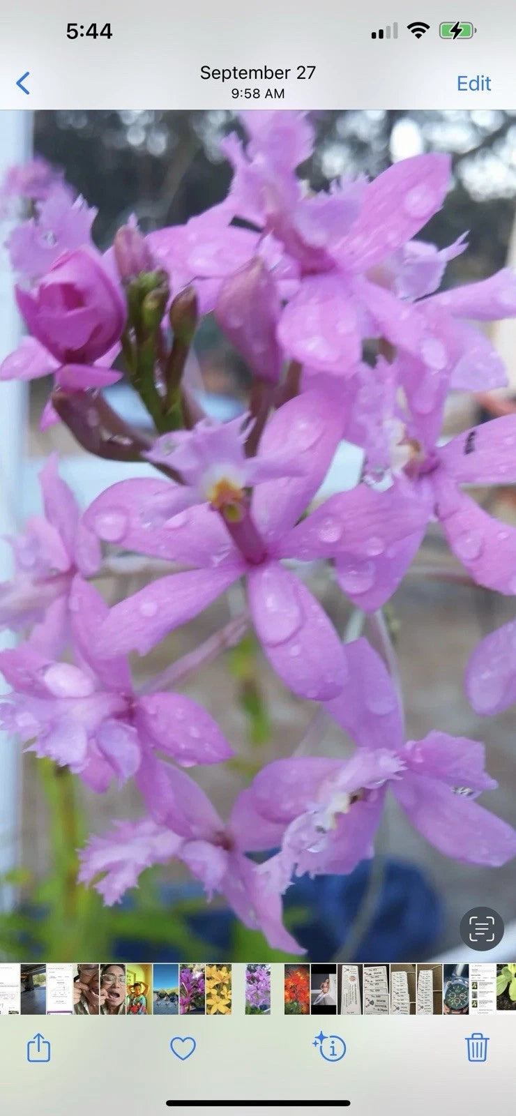Rooted Epidendrum Orchids - Purple Variety - 6 to 10 Inches ...