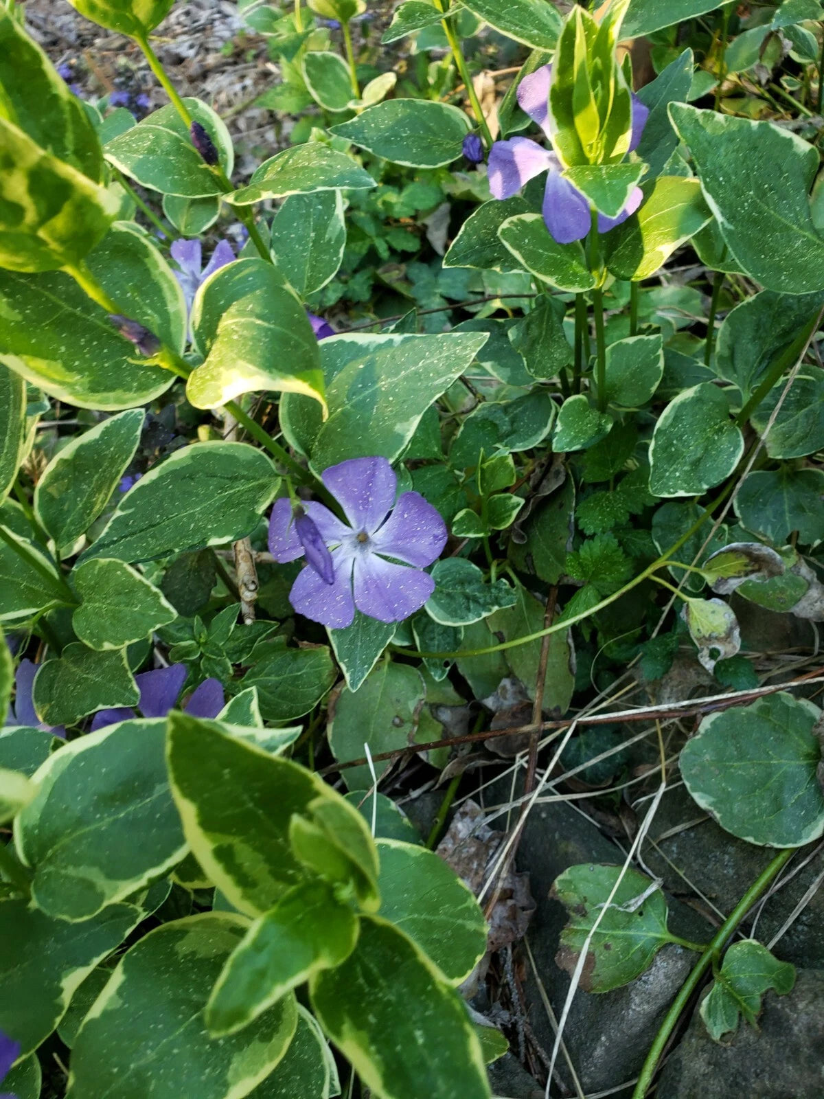 Potted Variegated Vinca Periwinkle Vine Plant - 2.5" Pot - Perennial G ...
