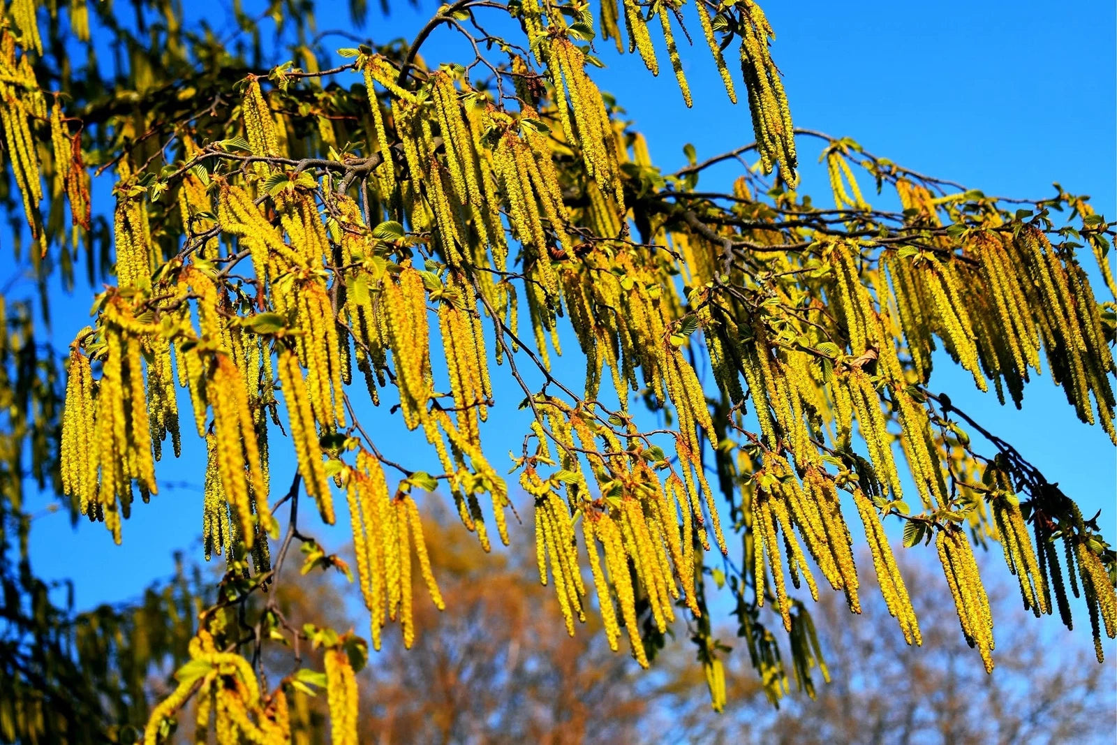 Hazel Alder Tree Seeds 30 Count - Alnus incana Rugosa - Ideal for Plan ...