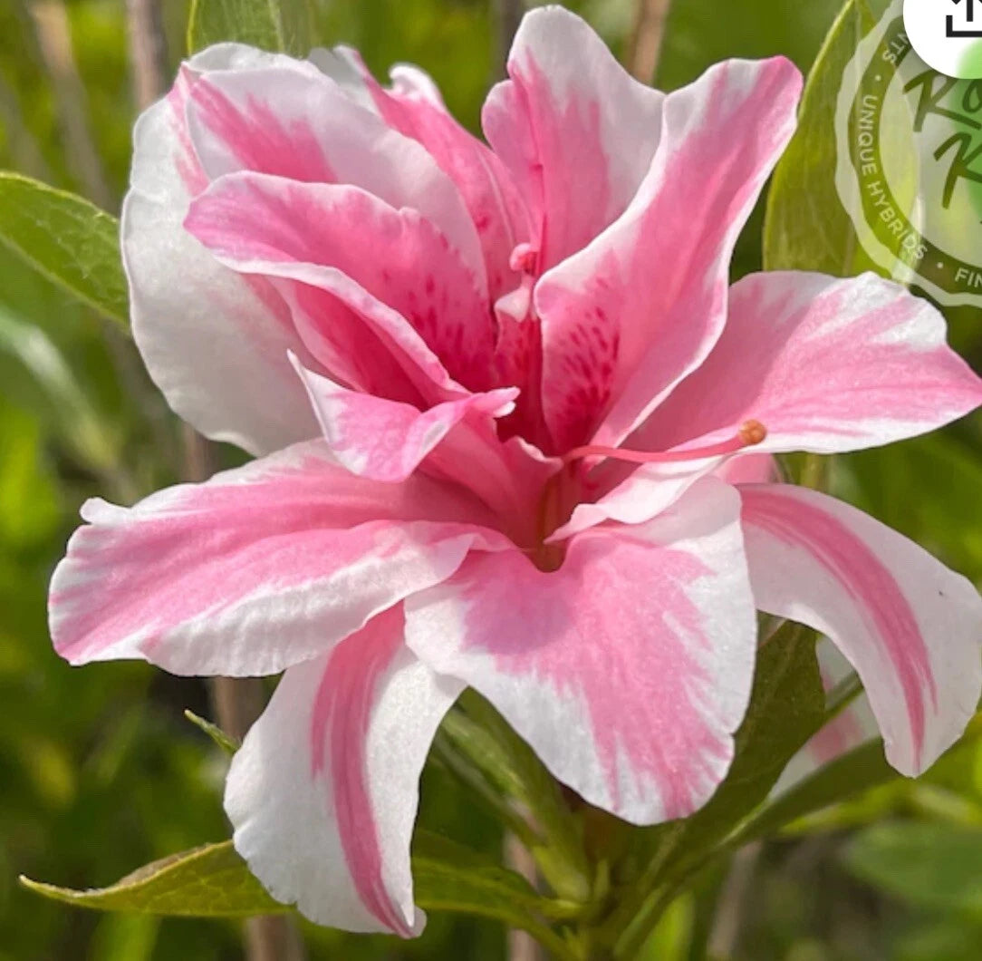 Azalea Starter Plant - Sugar and Spice Variety - Rhododendron - Very ...