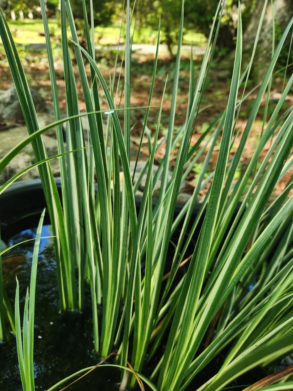 Variegated Sweet Flag Aquatic Marginal Pond Plant - 3 Bare Root ...