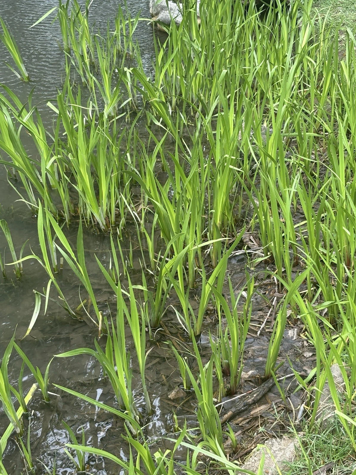 Sweet Flag Plant - Aquatic Perennial - Aromatic Sedge - Acorus calamus ...