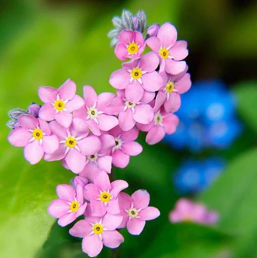 Forget Me Nots Seeds - 200 Non-GMO Perennial Flower Seeds for Ground ...