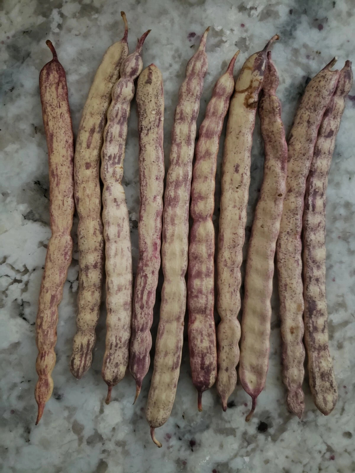 Honey Mesquite Seed Pods - 10 Pack - Drought Tolerant Legume, Prosopis ...