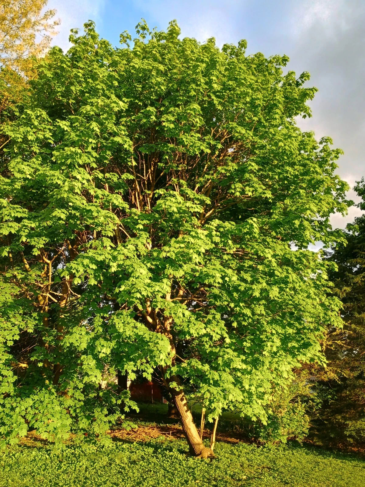 Sugar Maple Tree Seedling Starter Bare Root Acer saccharum Sweet Maple ...