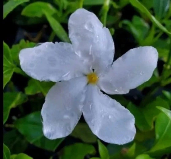 Pinwheel Jasmine Plants 5-7" Tall - 2 Plug Size - Jasminum Genus - Fra ...