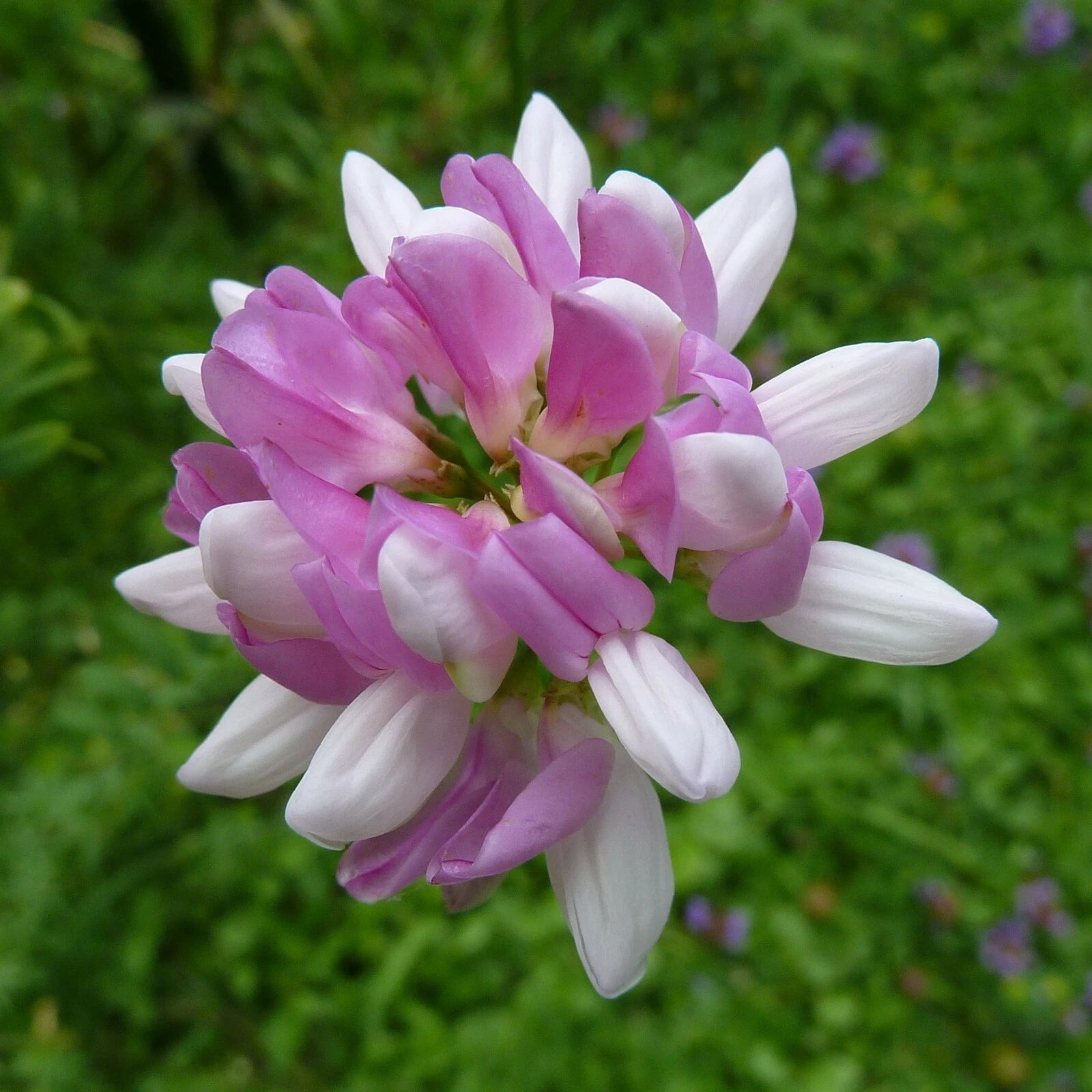 Crown Vetch Seeds - 200 Count - Coronilla varia - Hardy Perennial Grou ...