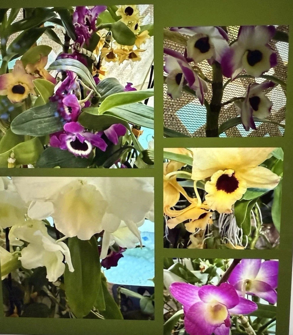 Dendrobium Orchid Plant - Bare Root 1 Stem with Buds & Blooms - Exotic ...