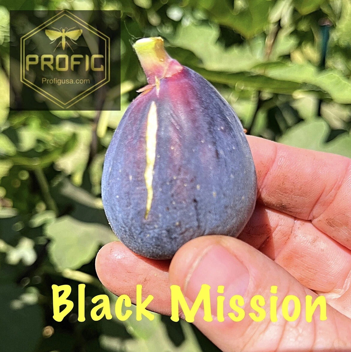 Ficus "Black Mission" Fig Tree Plant - Hardy Cold Tolerant - Perfect ...