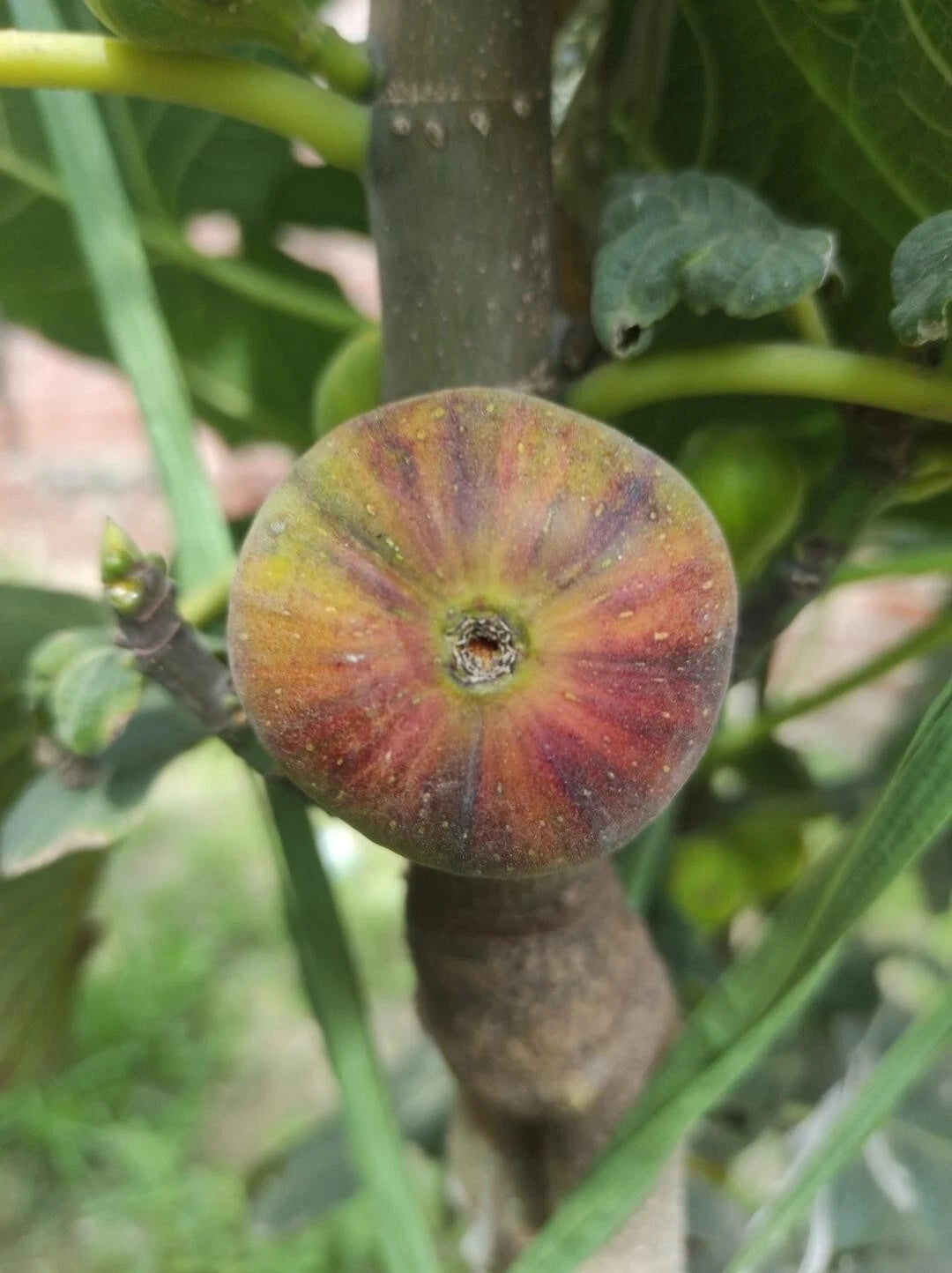 Rare Fig Cutting - Martinenca Rimada - 1 Fresh Cutting - Limited ...