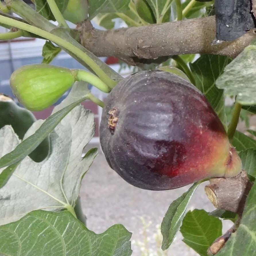 Petite Negri Fig Cuttings, 2 Cuttings, Dwarf Fig Tree, Ficus carica ...