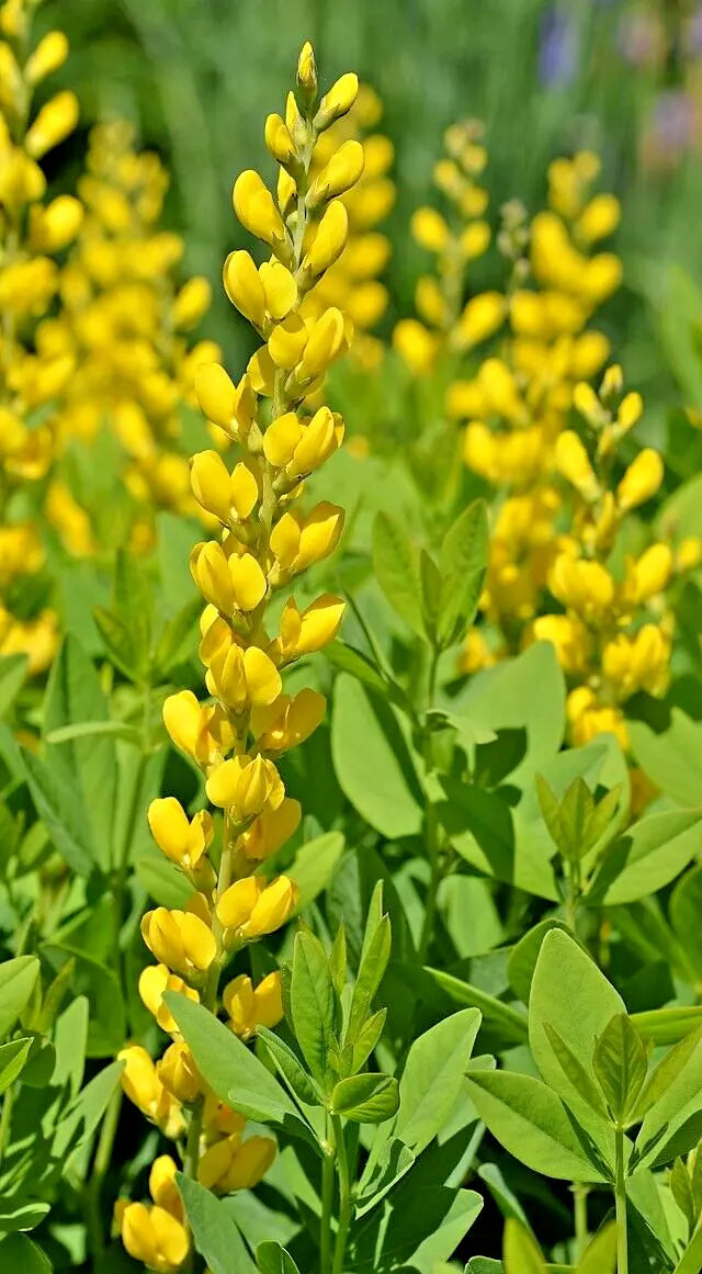 Yellow Indigo Seeds - 50 Count - Baptisia sphaerocarpa - Easy to Grow ...