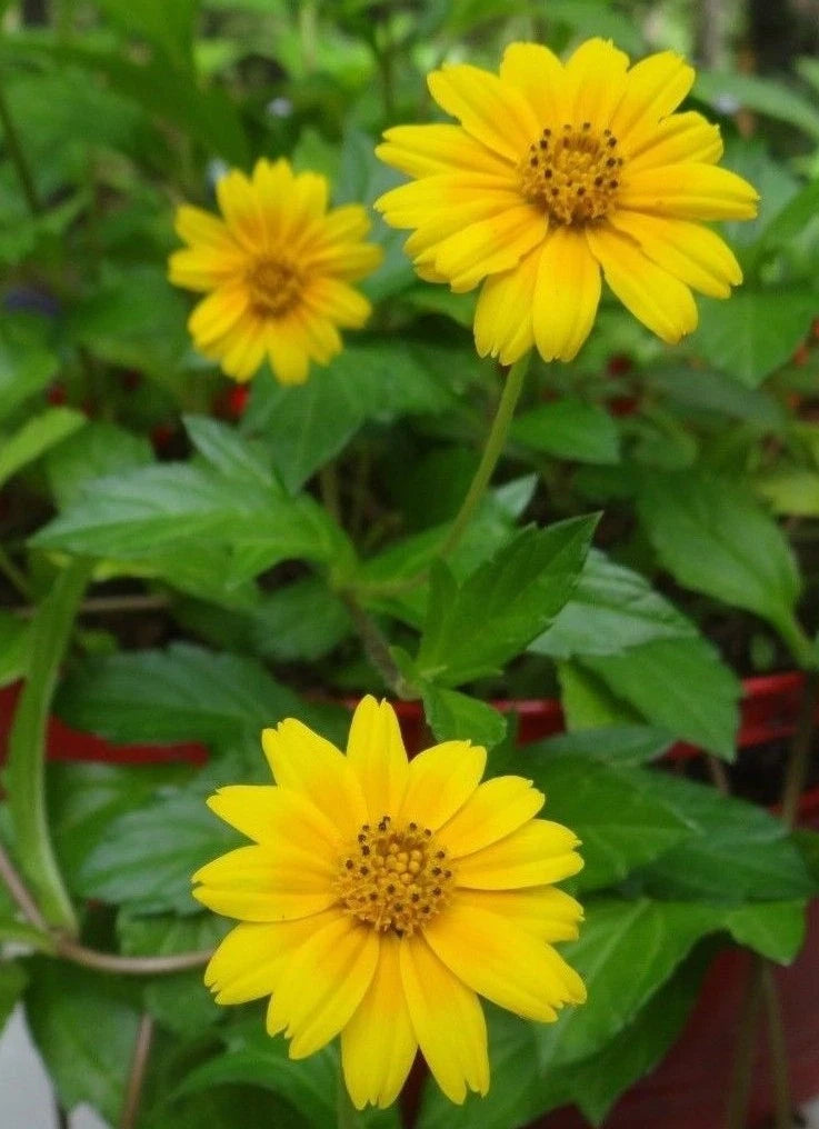 Wedelia Trilobata Live Starter Plants 6" Yellow Singapore Daisy Creepi ...